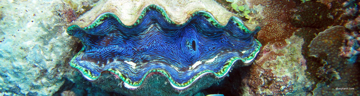 Coral Expeditions – the relaxed alternative way to dive the Great ...