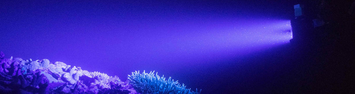 Klaus Obermeyer searches for the Biofluorescent turtle in Munda