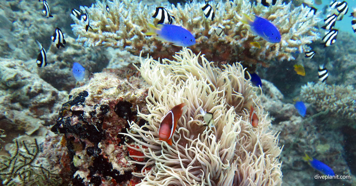 Mantaray House Reef, Mantaray Island Resort, Yasawa Islands, Fiji
