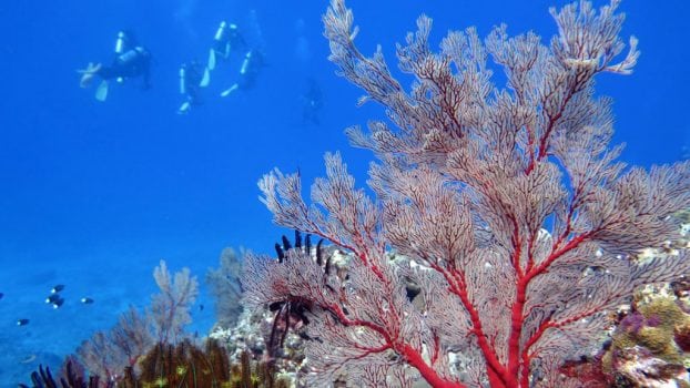 best diving visibility in the world – we think it’s Okinawa