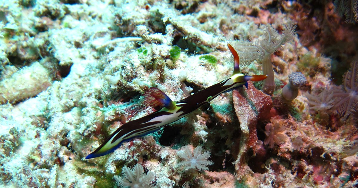 Diving Hardy Reef Whitsundays Great Barrier Reef