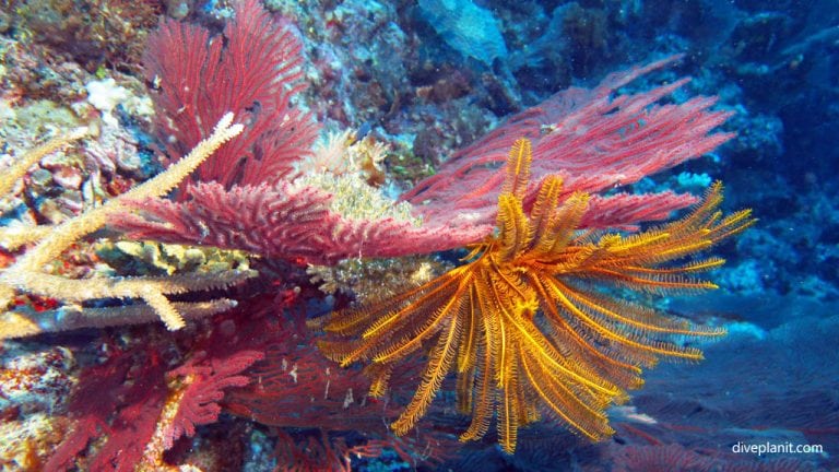 Diving Sea Fan City dive site, Kuata, Yasawa Islands, Fiji