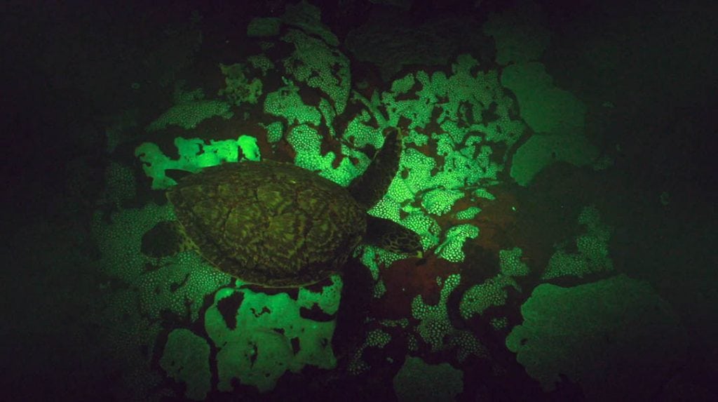 Klaus Obermeyer searches for the Biofluorescent turtle in Munda