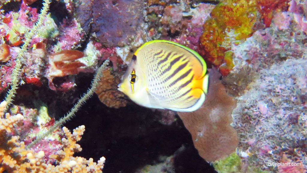 Three Bommies dive site near Castaway Island, Mamanuca Islands, Fiji