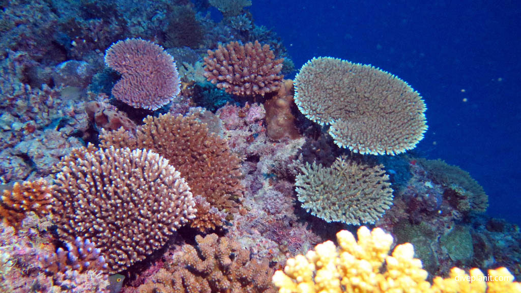 Three Bommies dive site near Castaway Island, Mamanuca Islands, Fiji