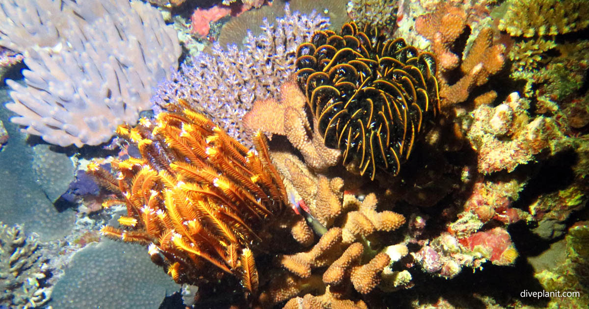 Three Bommies dive site near Castaway Island, Mamanuca Islands, Fiji