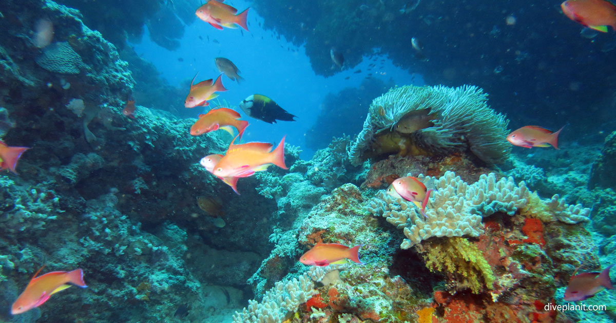 Diving Golden Rim dive site, Volivoli, Fiji with Ra Divers