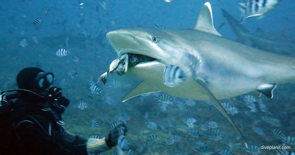 Beqa Lagoon Scuba Diving Resorts & Liveaboards | Diving Beqa