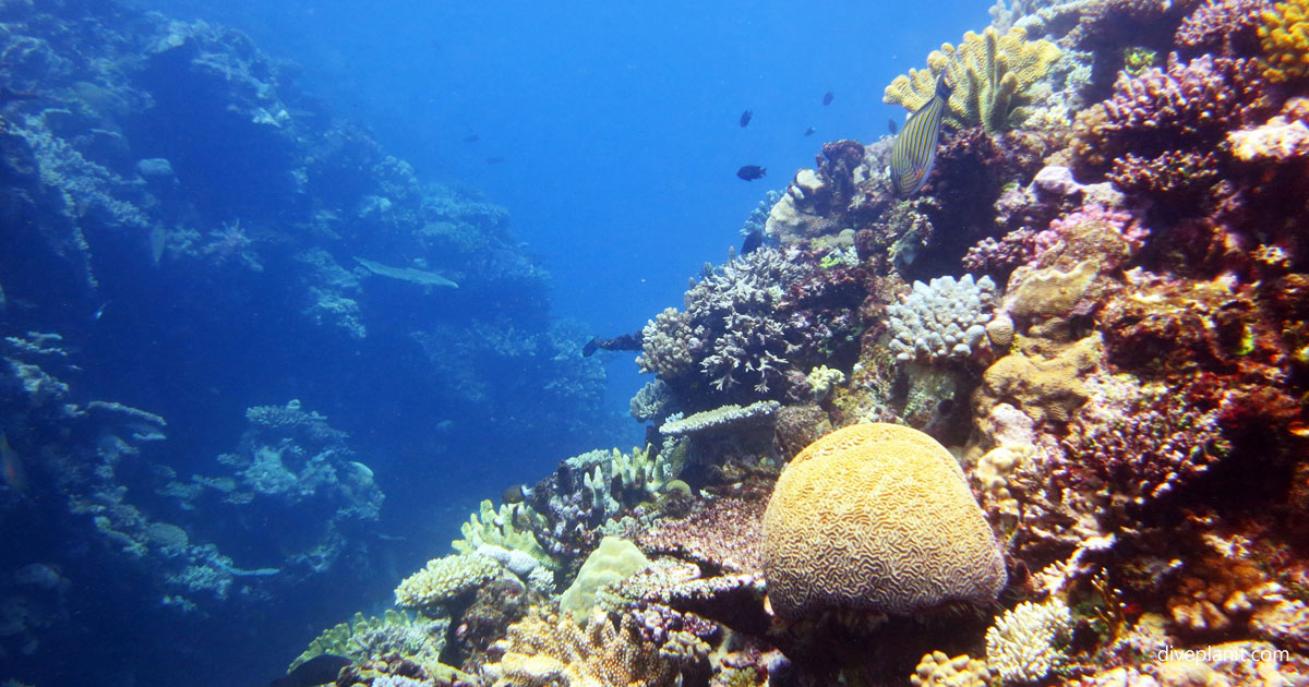 Diving Makogai, Fiji with Captain Cook Cruises