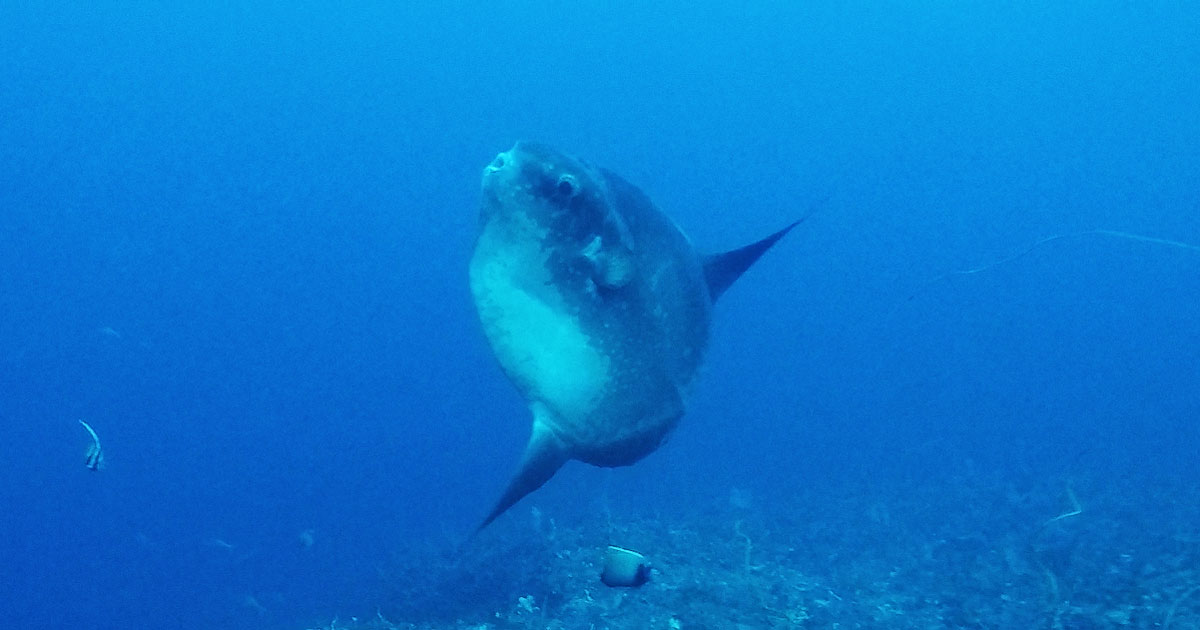 Heather Sutton heads to Indonesia in search of Ocean Sunfish Mola mola