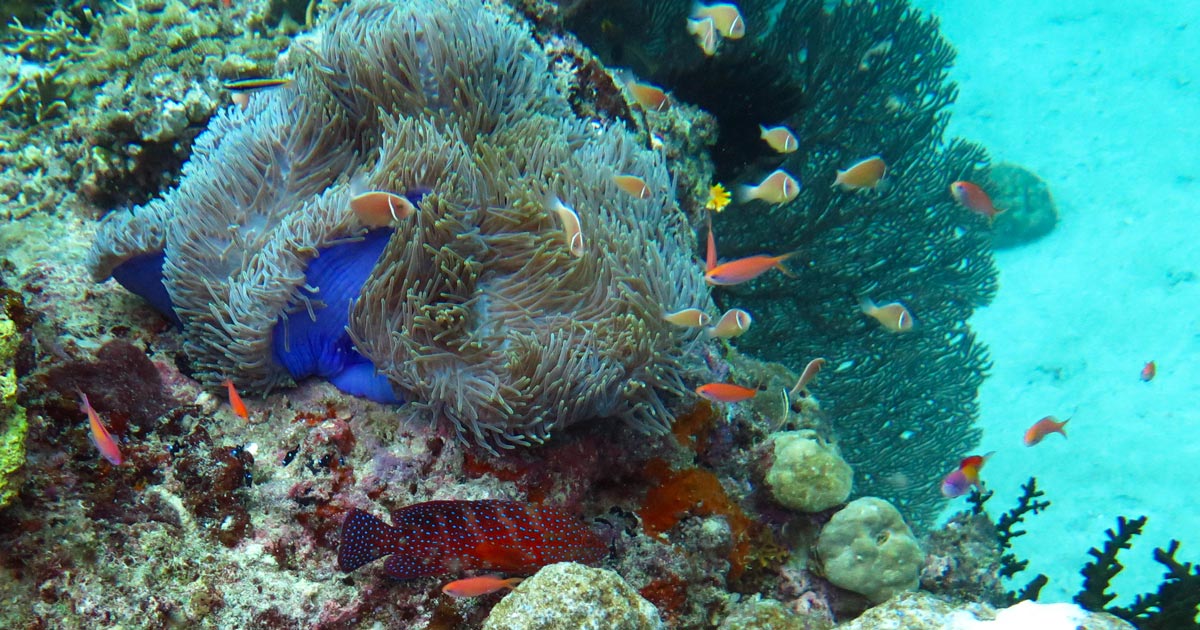 Three different ways to Dive the Solomons: Liveaboard, Resort & ad hoc