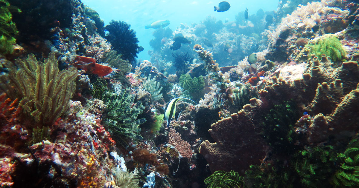 In Ibu’s Secret Garden – diving North Sulawesi Indonesia