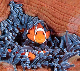 How the Great Barrier Reef’s iconic Great Eight species mate