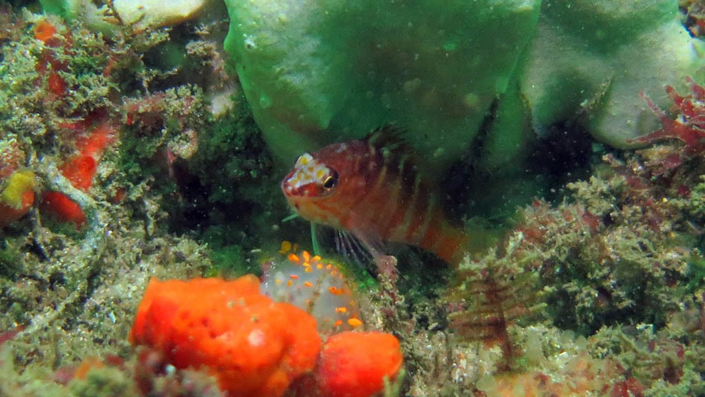 Kurnell Dives Sites, Kurnell Monument and Kurnell Steps