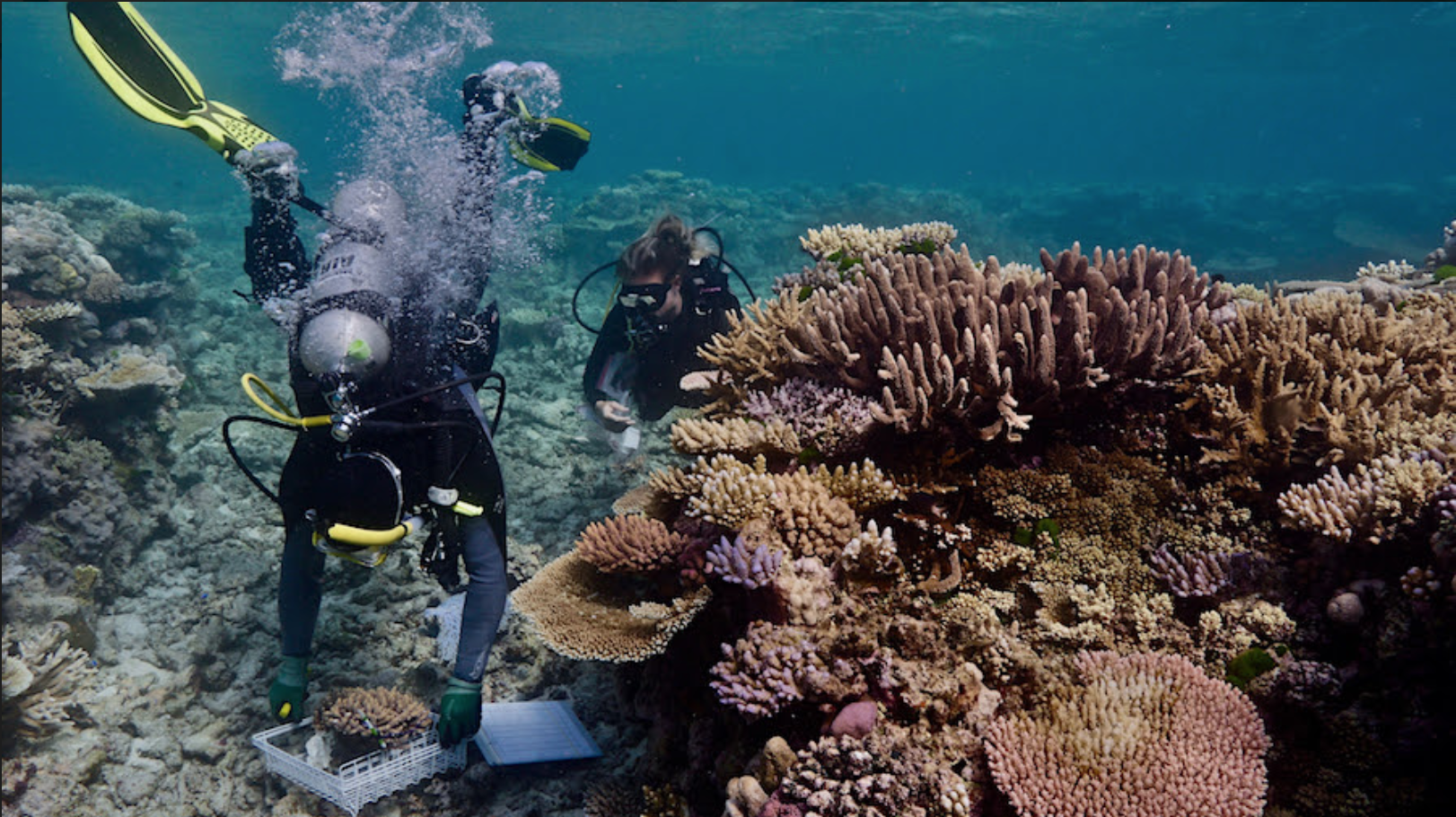 Diveplanit’s Marine Environment 2017 News Round Up