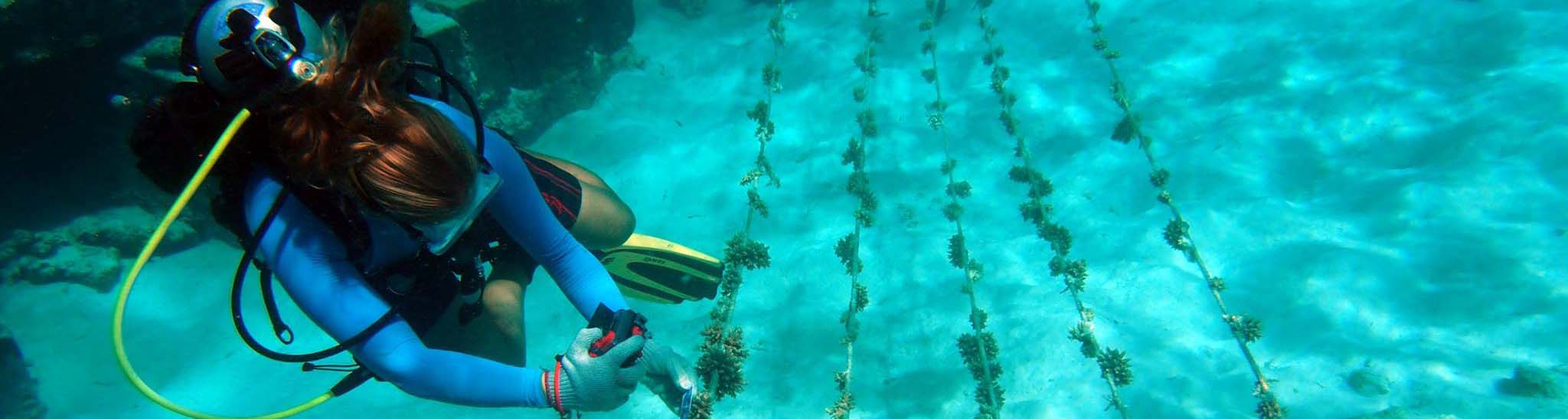 Coral Reef Restoration Projects around the World - how you can help