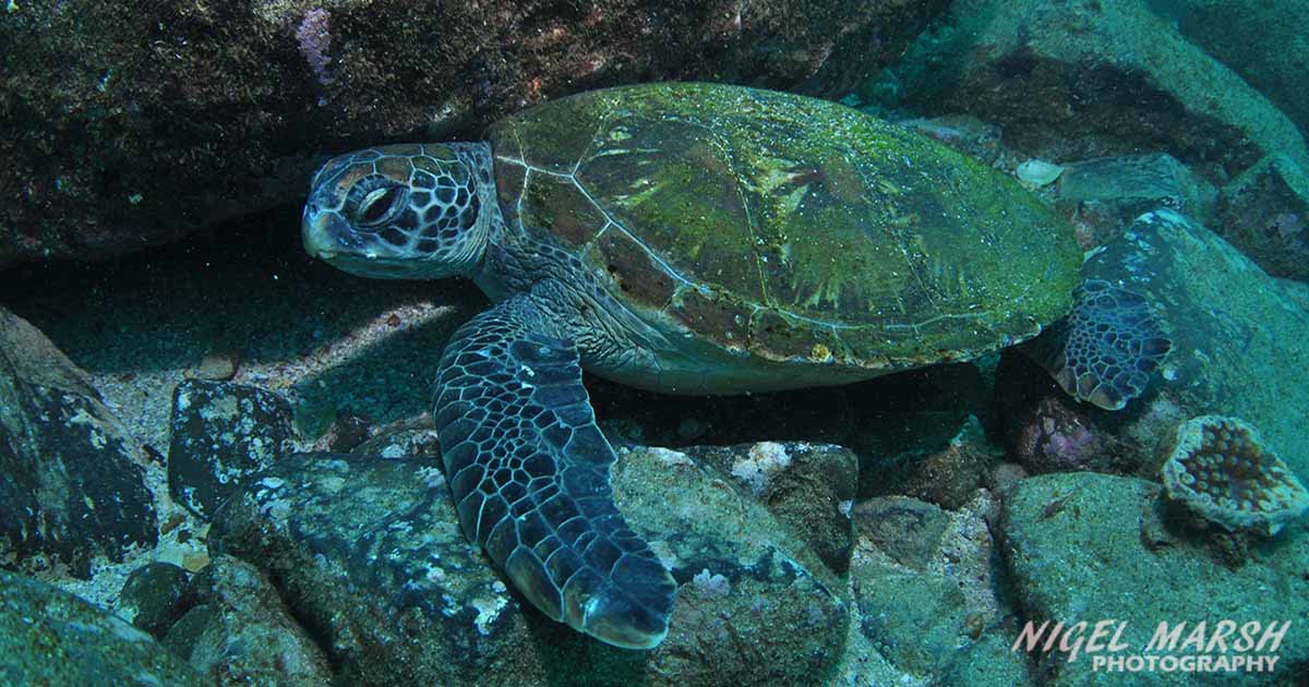 Diving with turtles and other treasures at Cook Island
