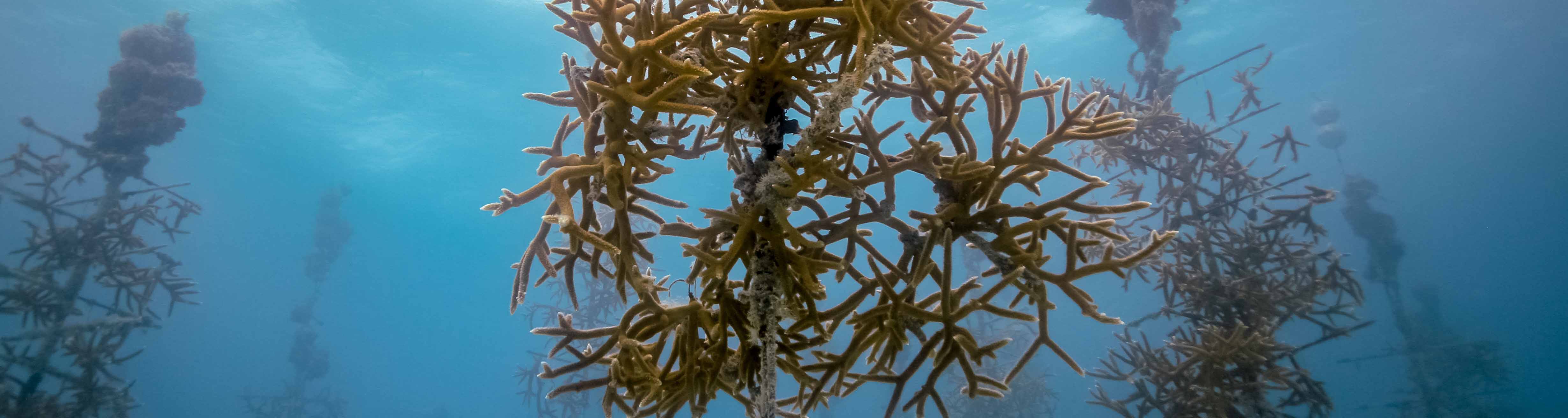 Adopt a coral tree this Christmas and help save the Great Barrier Reef