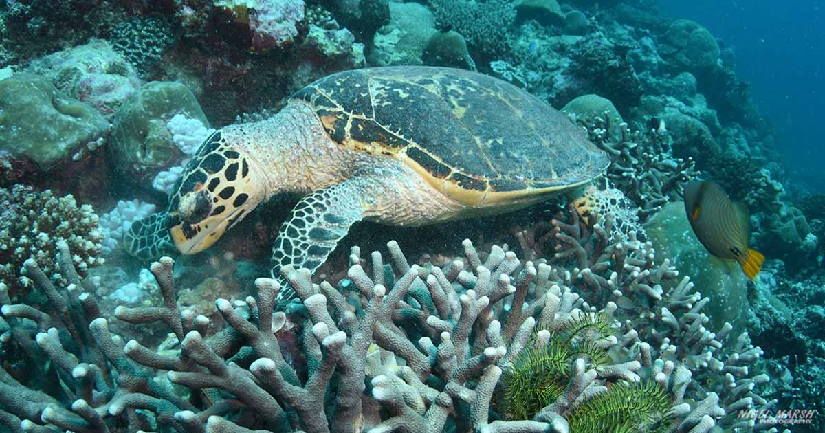 Maamigili dive site in the Maldives Central Atolls