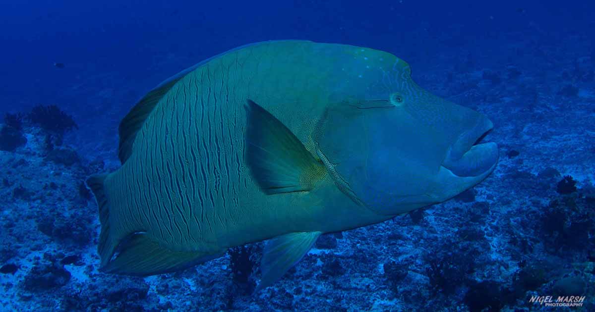 Miyaru Kandu dive site in the Maldives Central Atolls
