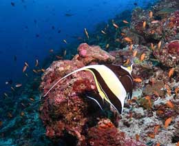 Miyaru Kandu dive site in the Maldives Central Atolls