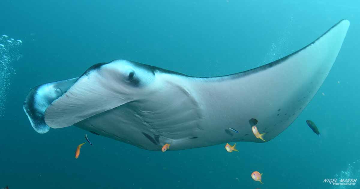 Moofushi dive site in the Maldives Central Atolls