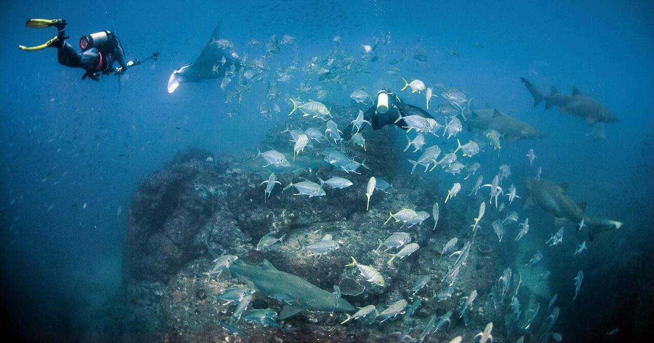 Wolf Rock, Australia's newest pelagic dive experience
