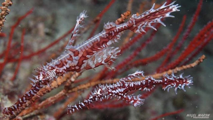 Best muck diving in Asia, best muck diving in South Pacific