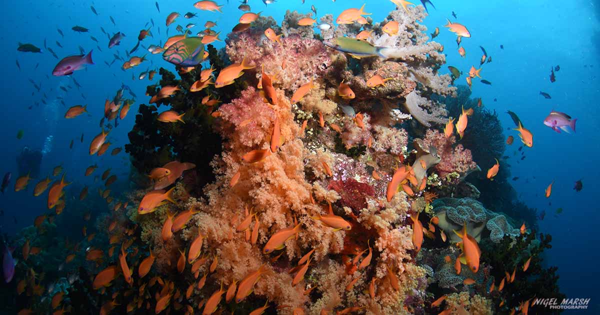 The rich reefs of Bligh Water, Fiji - soft coral paradise