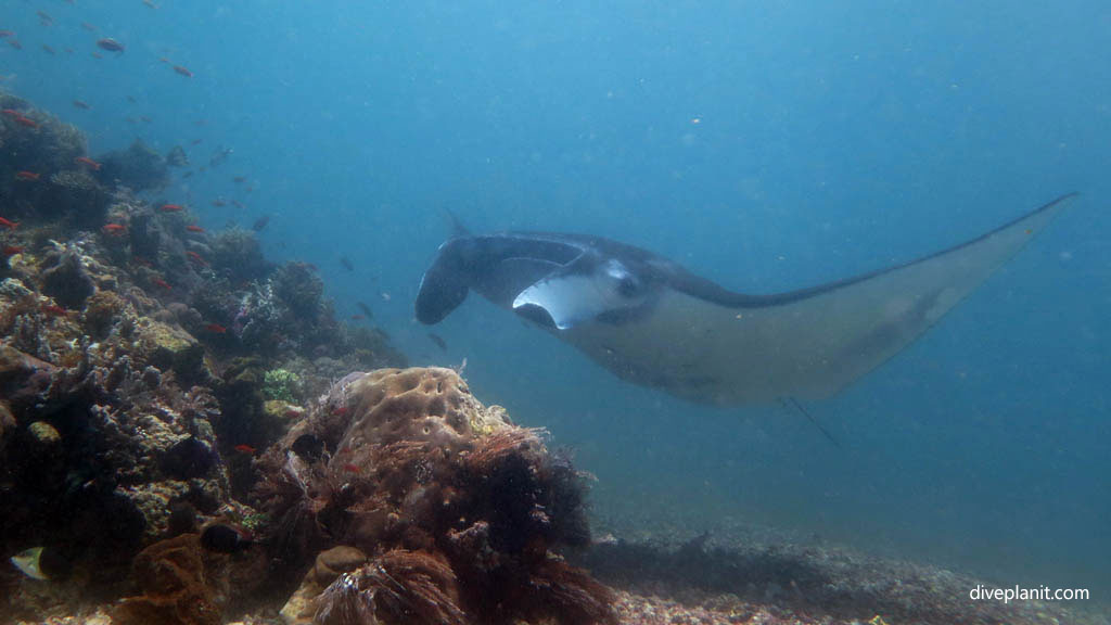 Makassar Reef dive site Komodo diving Flores Indonesia