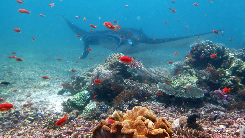 Makassar Reef dive site Komodo diving Flores Indonesia