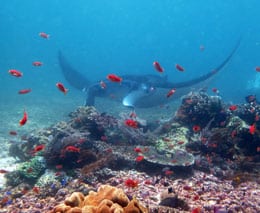 Makassar Reef dive site Komodo diving Flores Indonesia