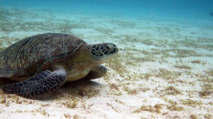 Siaba Besar dive site Komodo diving Flores Indonesia