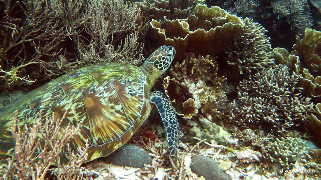 Siaba Besar dive site Komodo diving Flores Indonesia