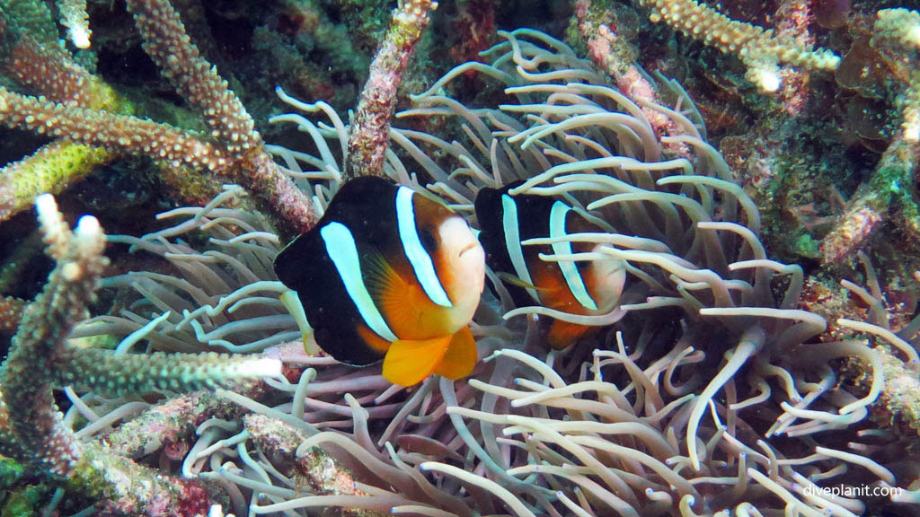 Siaba Besar dive site Komodo diving Flores Indonesia