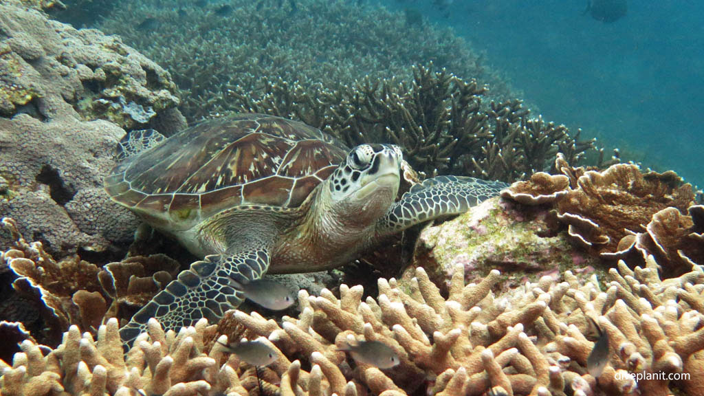 Siaba Besar dive site Komodo diving Flores Indonesia