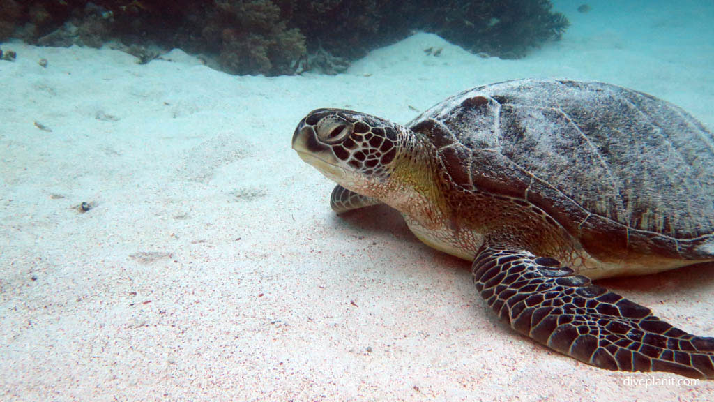 Siaba Besar dive site Komodo diving Flores Indonesia