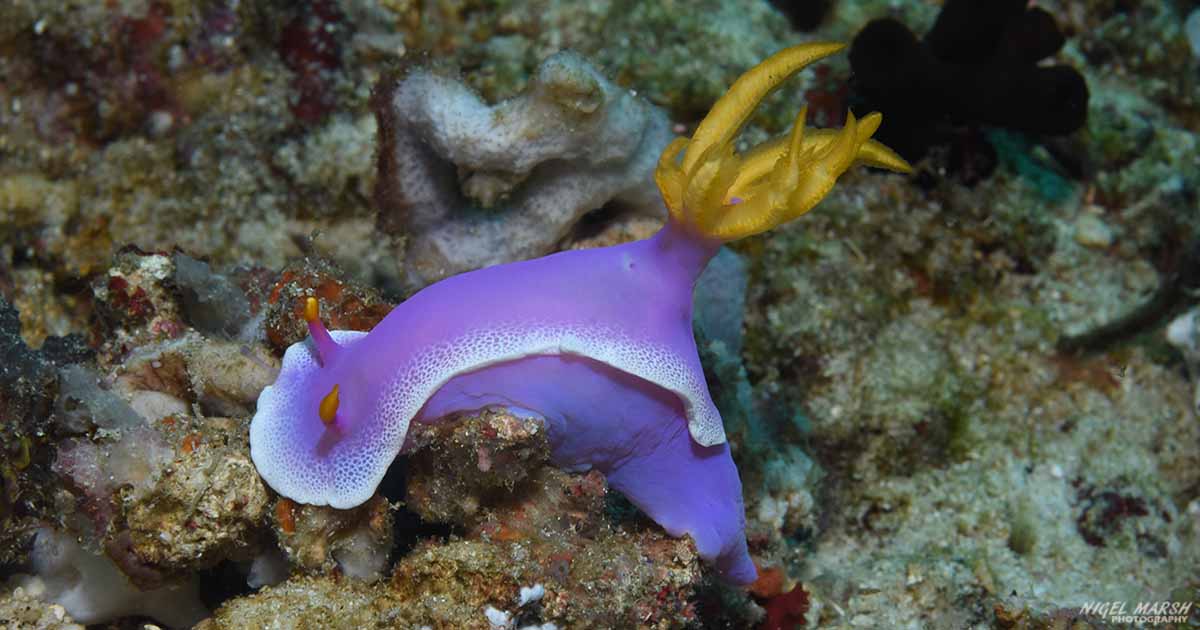 Anilao Scuba Diving Resorts & Liveaboards | Diving Anilao