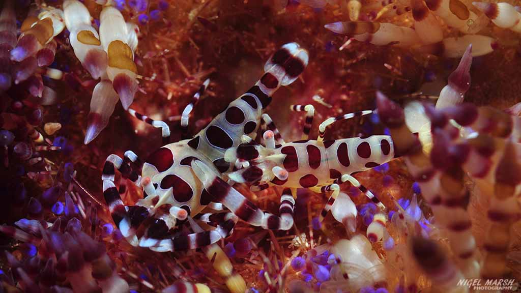 Best places for Muck Diving, Underwater Macro Photography, Critter Diving