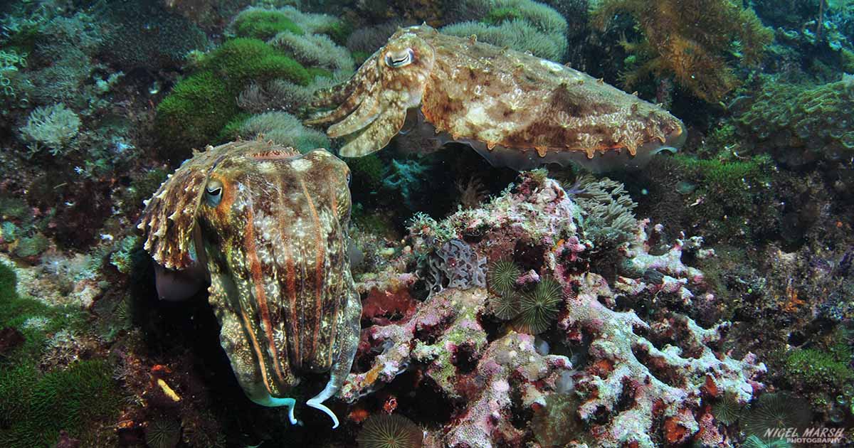 Gato Island Cave dive site is a 30m long cave near Malapascua