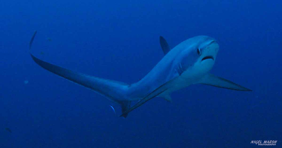 Monad Shoal Malapascua’s famous Thresher Shark Sea mount