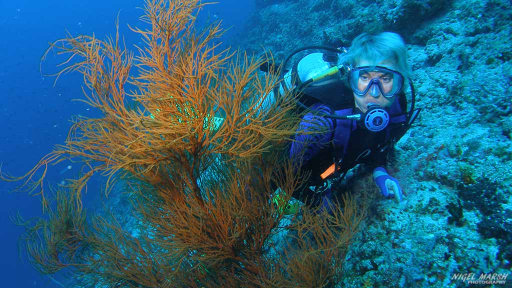 Verde Island Drop-off is a drift dive along a coral wall