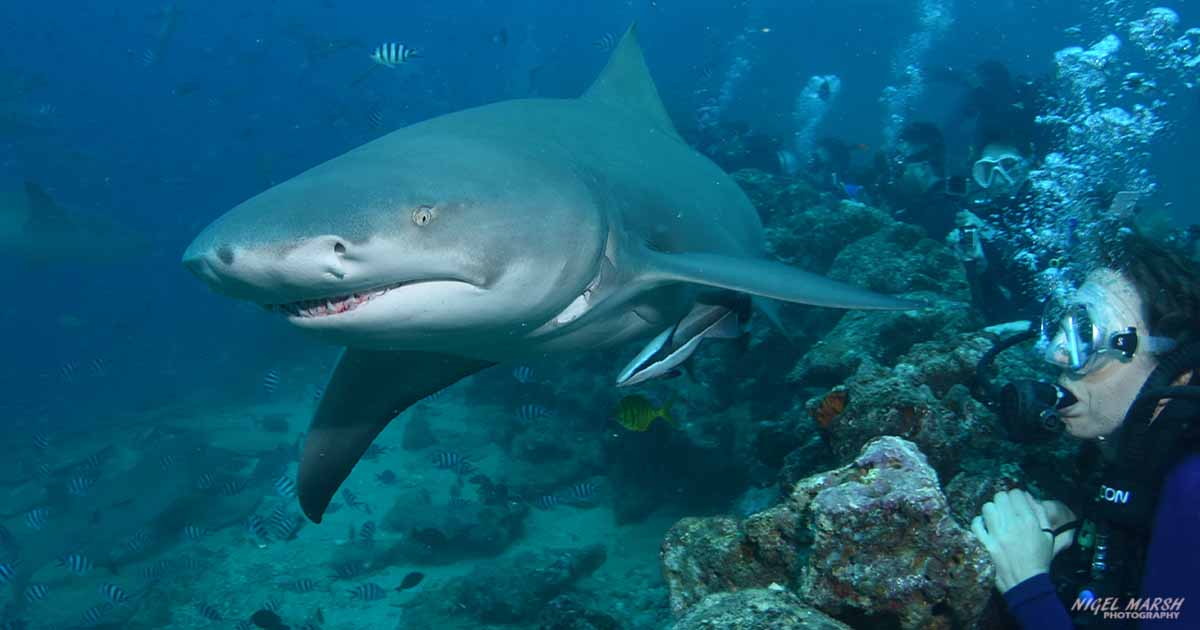 Sharks on Show - shark diving in Beqa Lagoon Pacific Harbour Fiji
