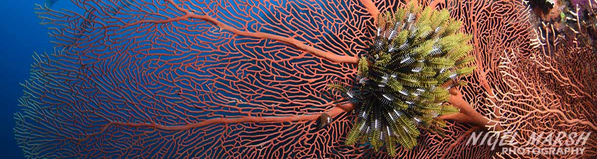 Great Barrier Reef Far Northern Reefs - alive and kicking