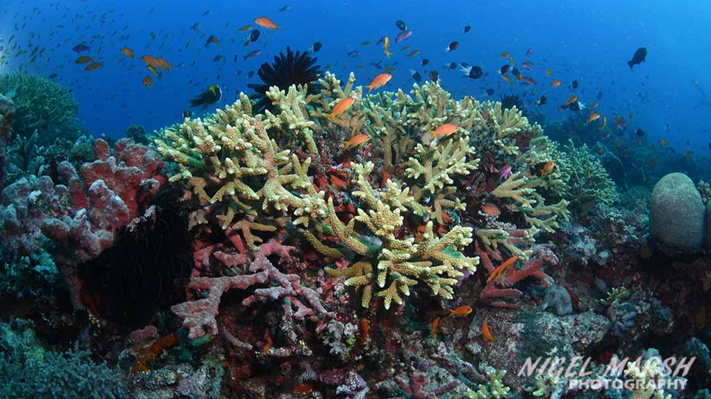 Alive Coral Reef