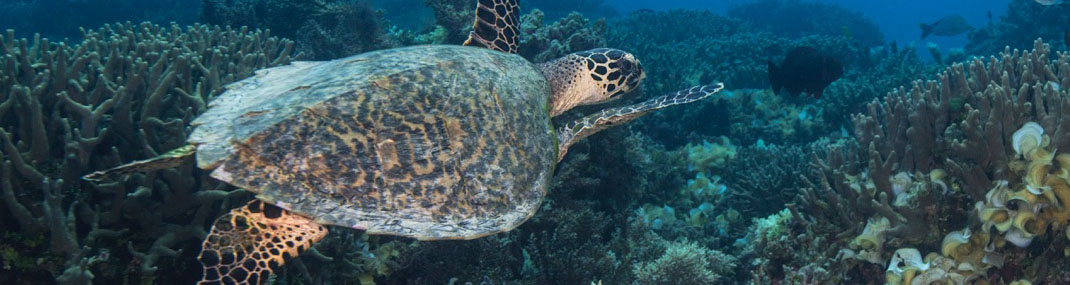 Tranquility Island Eco Resort – the best place to see turtles in Vanuatu