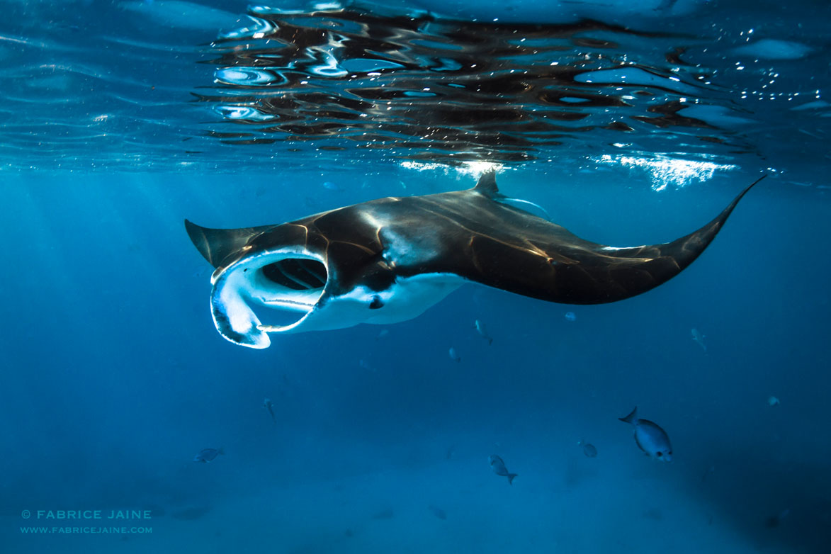 5 Amazing Facts about Mantas and Devil Rays you need to know