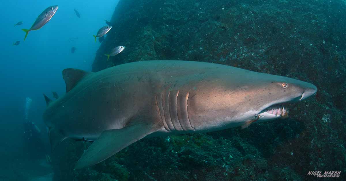Grey nurse sharks and other marine life of Wolf Rock, Rainbow Beach
