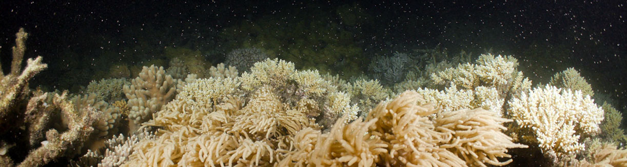 2018 Great Barrier Reef Spawning Event - the biggest in years!