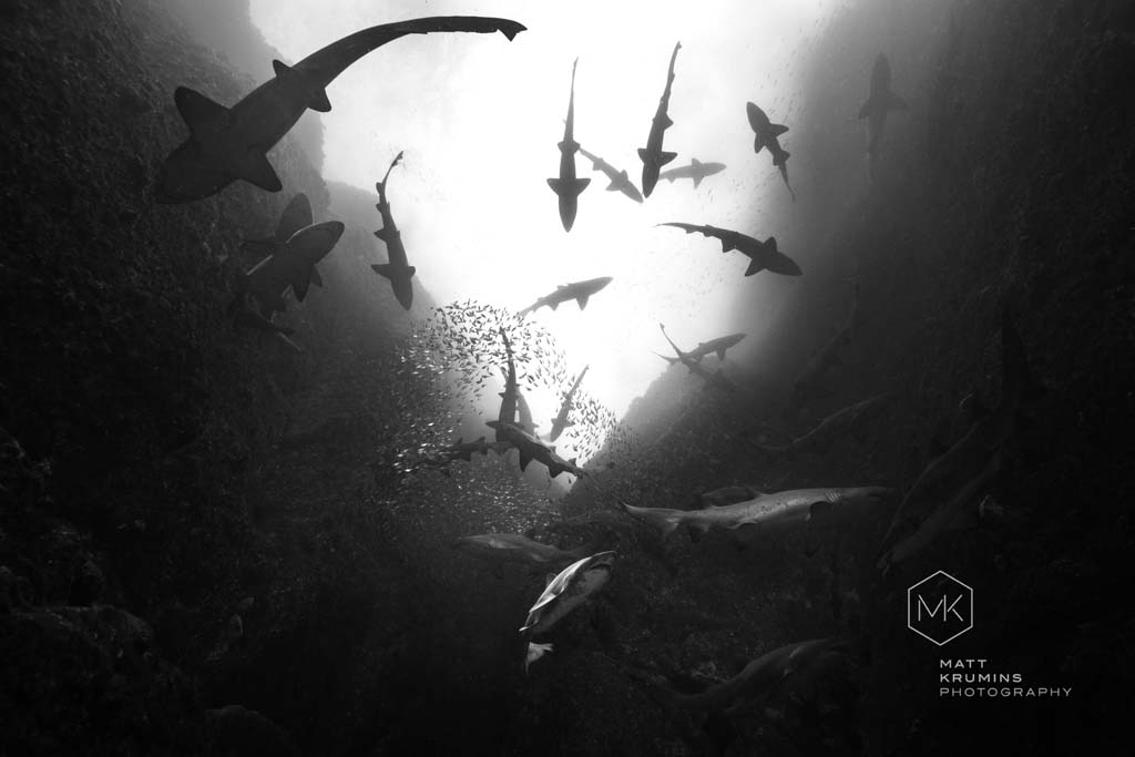 Fish Rock Cave and grey nurse sharks, South West Rocks, Northern NSW